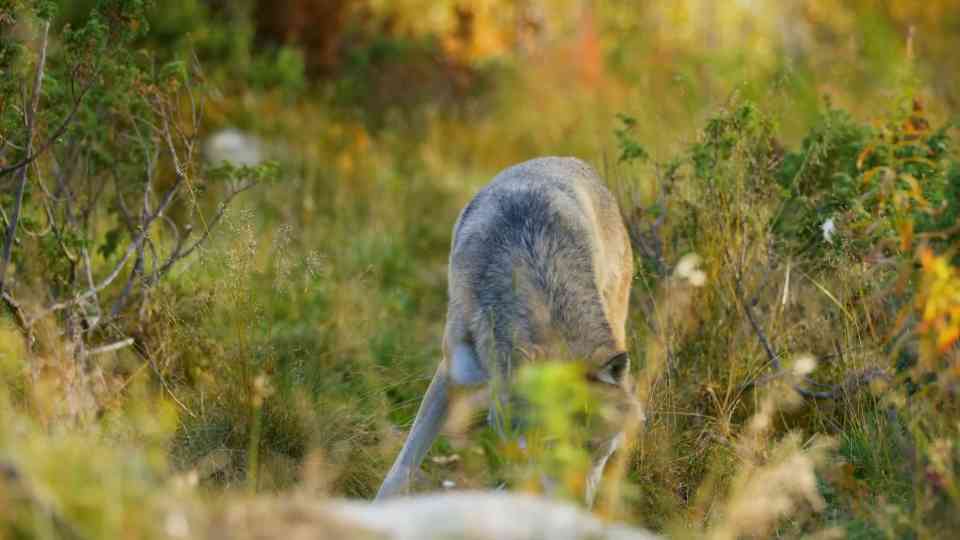 The Scottish desert that's making an unexpected comeback