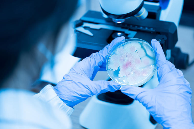 Study streamlines point-of-care diagnostics with portable IsoHeat ...