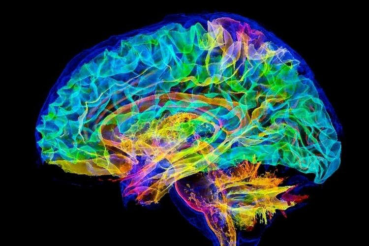 Dunia memasuki era baru simulasi otak manusia lewat superkomputer eksaskala