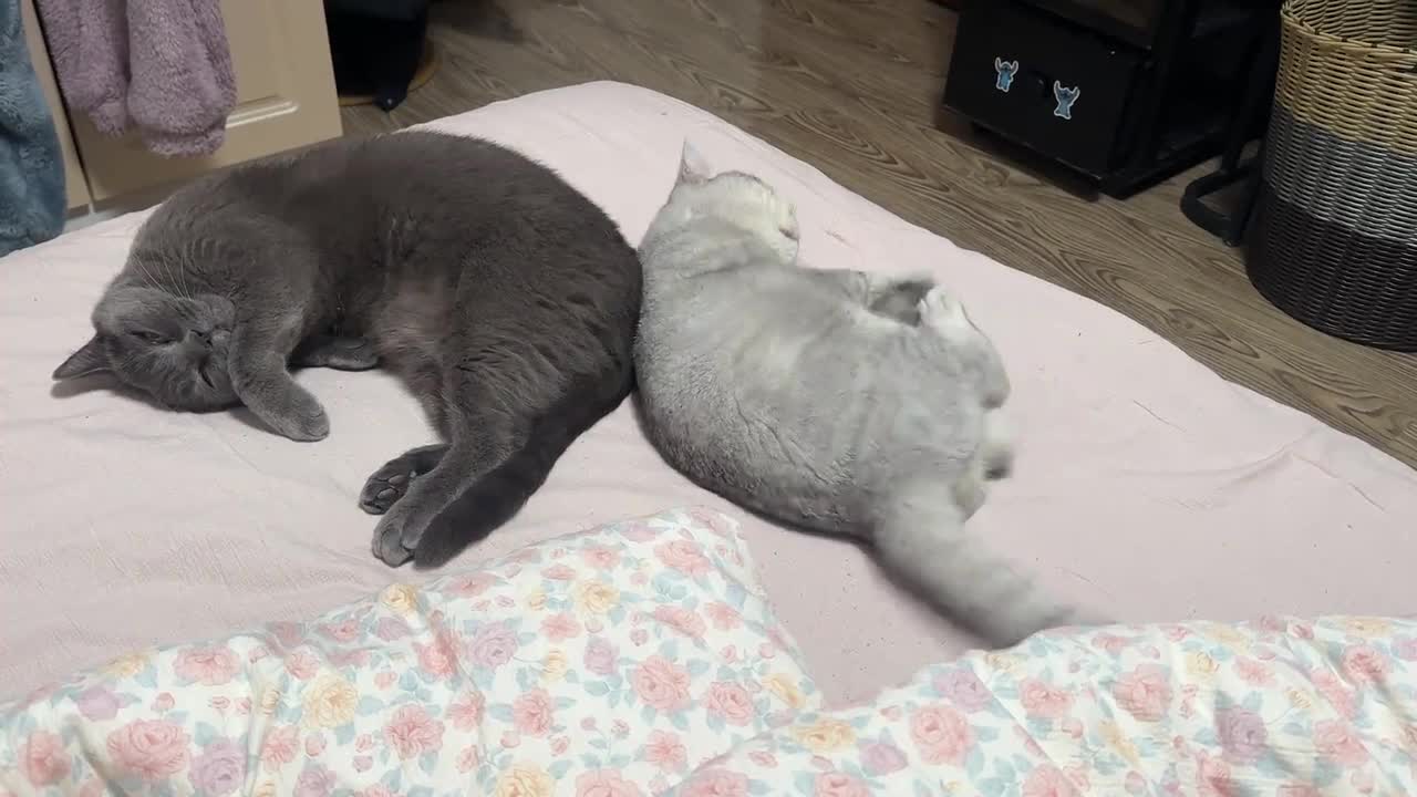 Cat appears to dream of chasing a rabbit in Tianjin, China