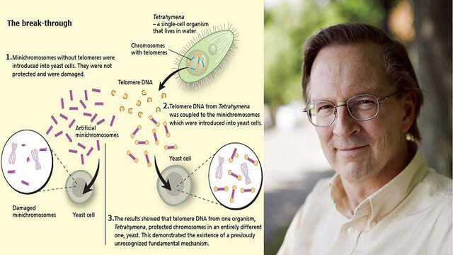 'Telomeres', genes, chromosomes impact ageing and cancer: Nobel ...