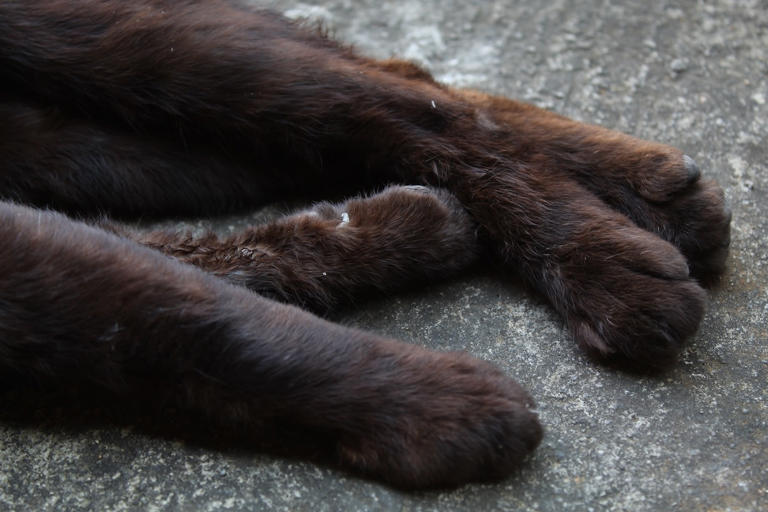 Black cat named 'Big Jerry' is the coolest guy in town