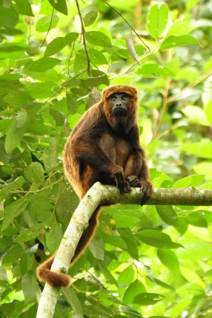 Monkeys with smaller testicles scream louder to compensate