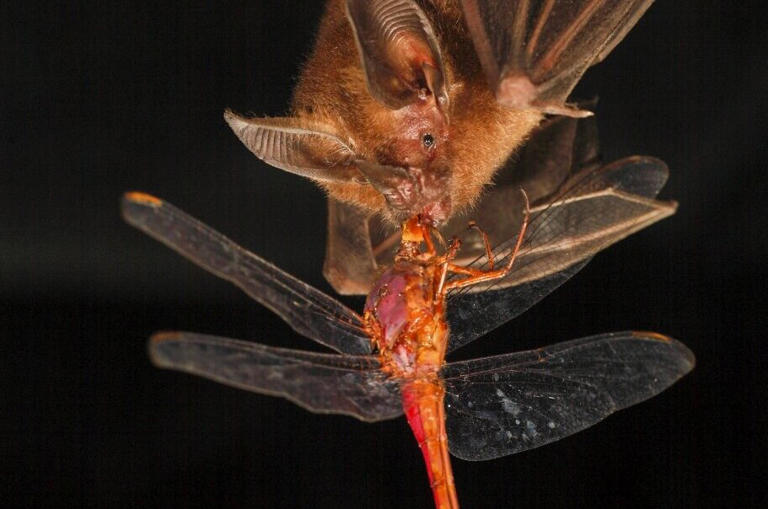 Can a bat catch prey on a mirror? A bat's expert foraging skills ...