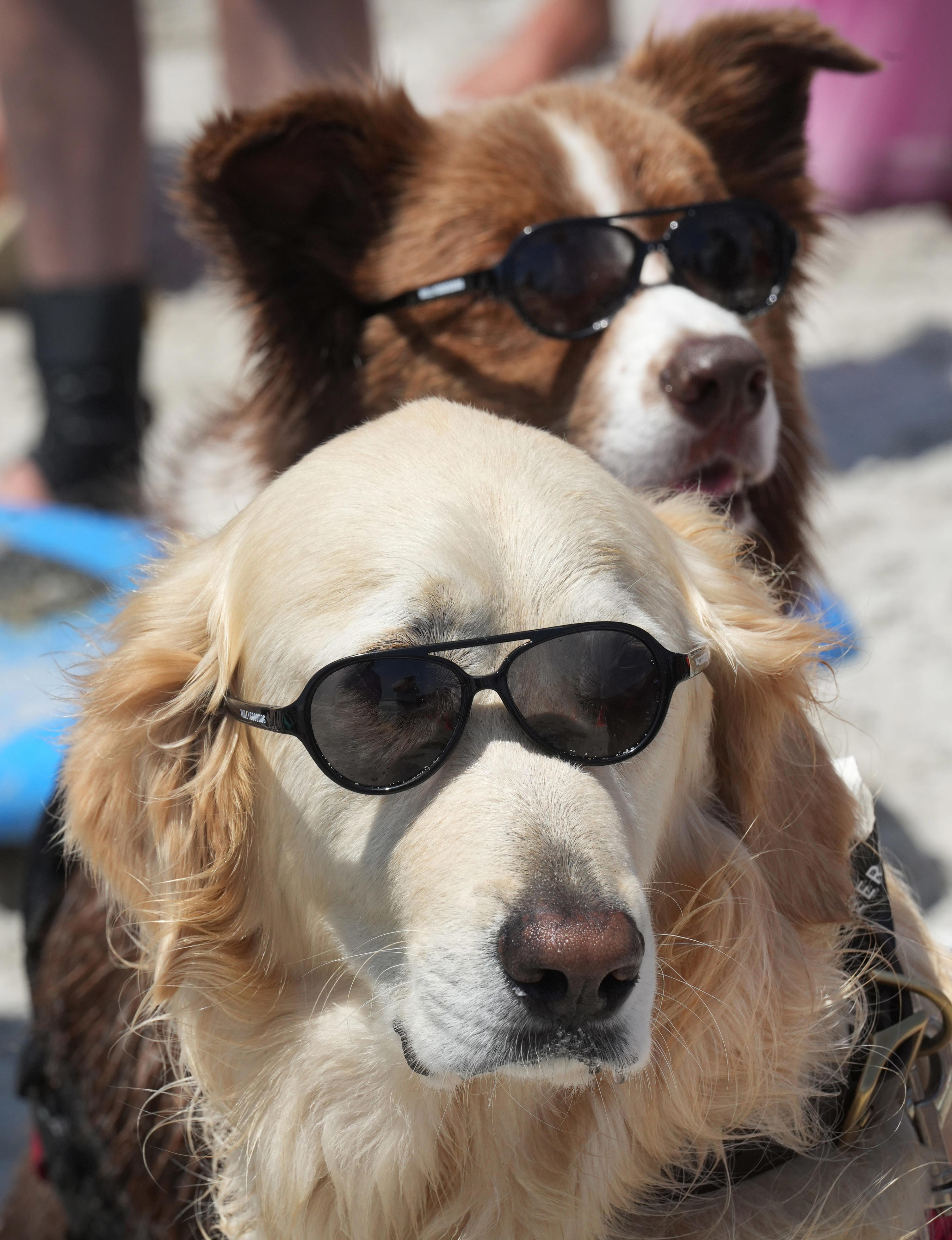 Taking Fido on a walk? These Florida cities among the best in the US