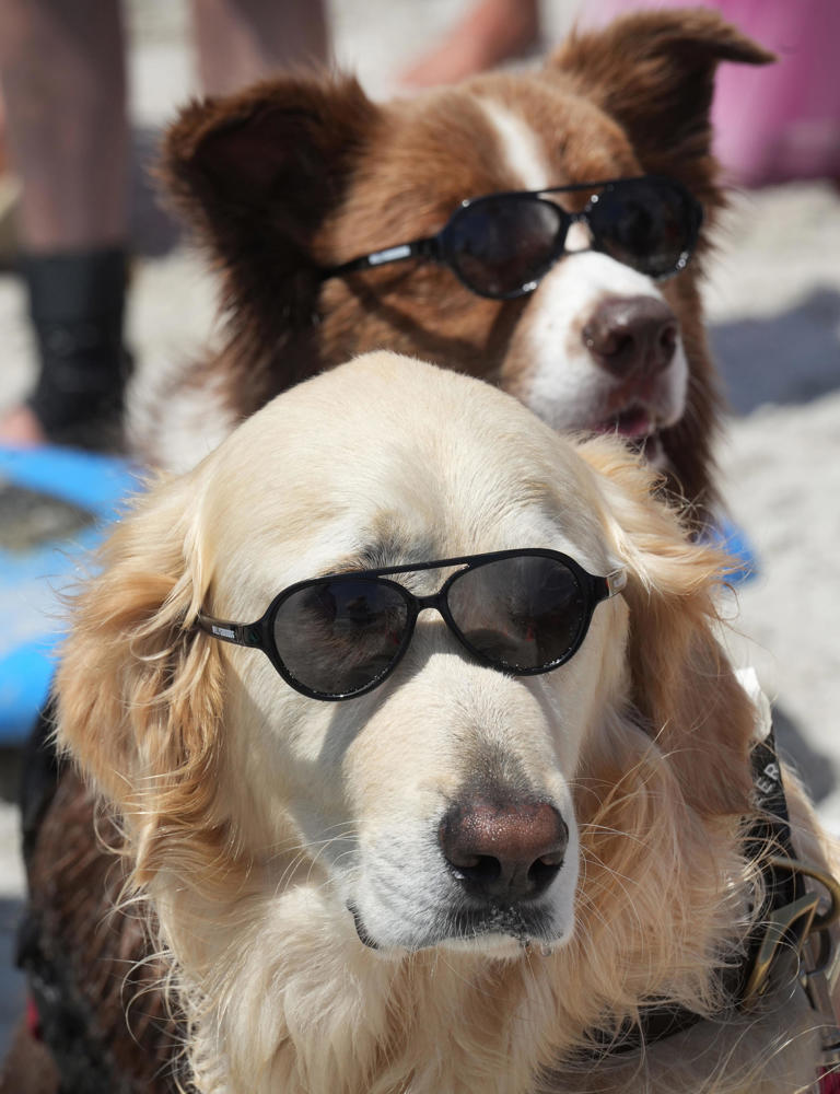 Taking Fido on a walk? These Florida cities among the best in the US