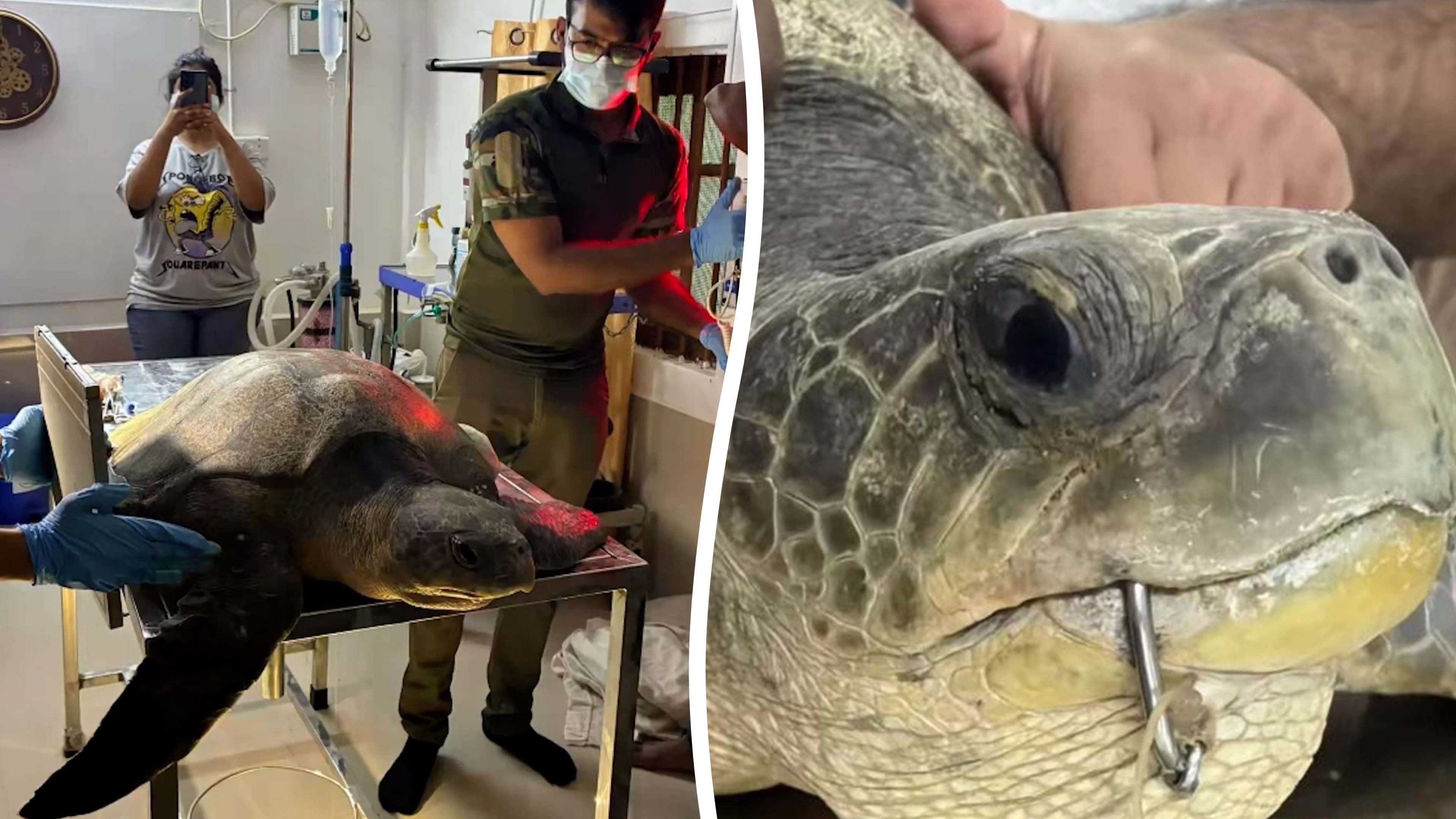 Sea turtle rescued after barbed fish hook found lodged in its mouth