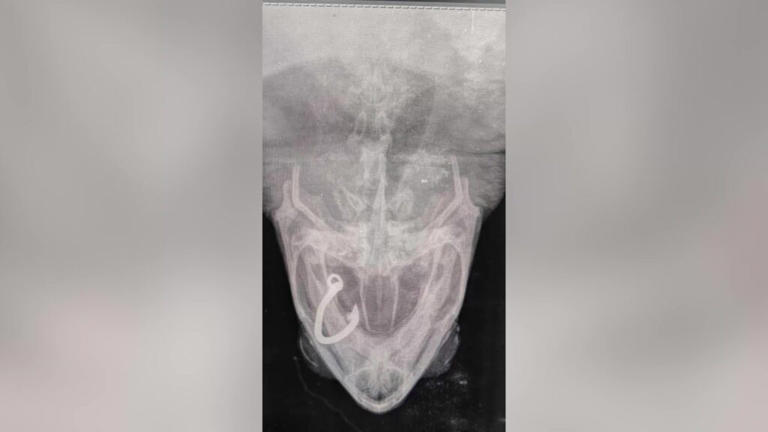 Sea turtle rescued after barbed fish hook found lodged in its mouth