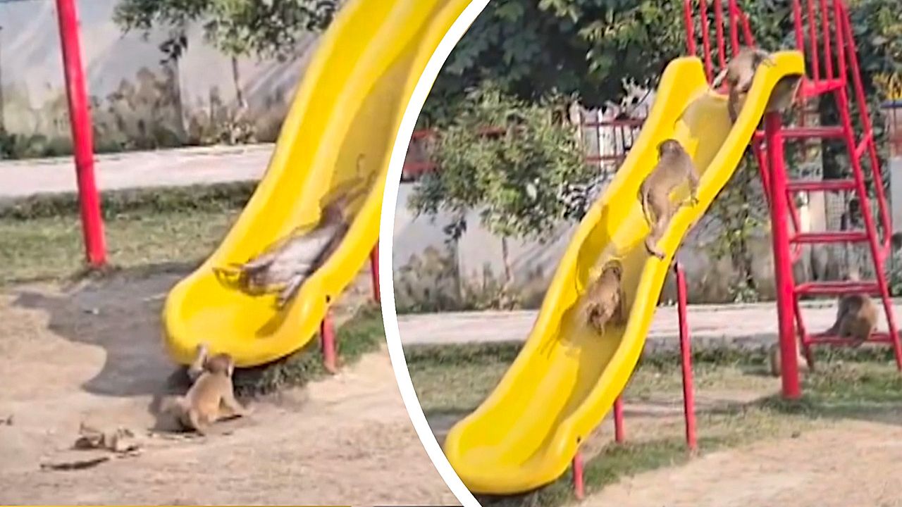 Monkeys take over playground slide in India