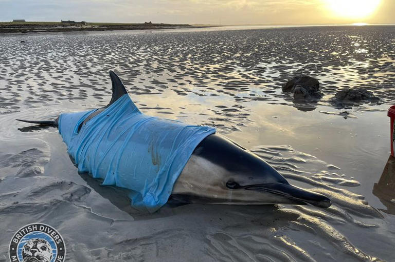 Two dolphins die after stranding on beach in Orkney
