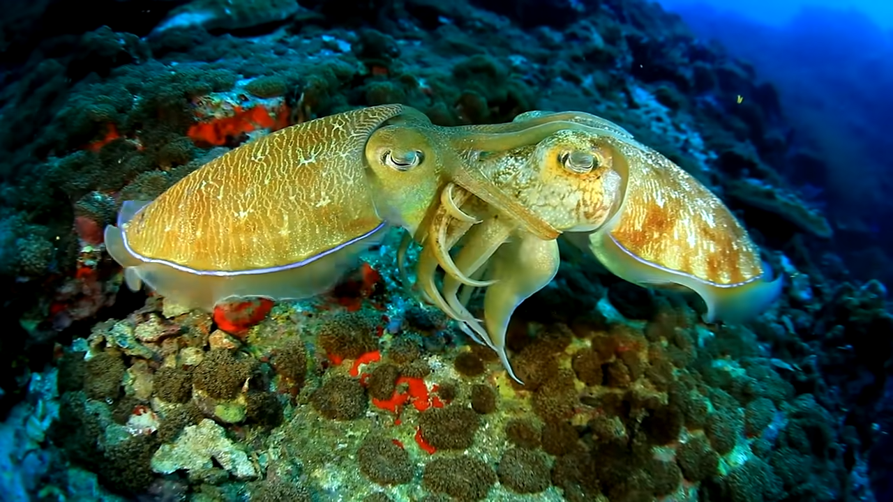 This creature can change color faster than your brain can react