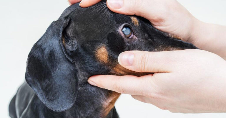 Glaucoma nel cane: se noti questi sintomi, serve agire subito