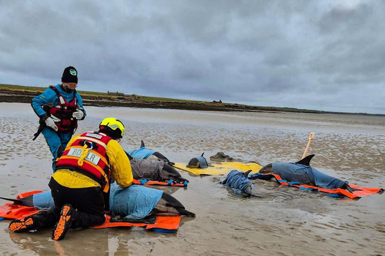 Two dolphins die after stranding on beach in Orkney