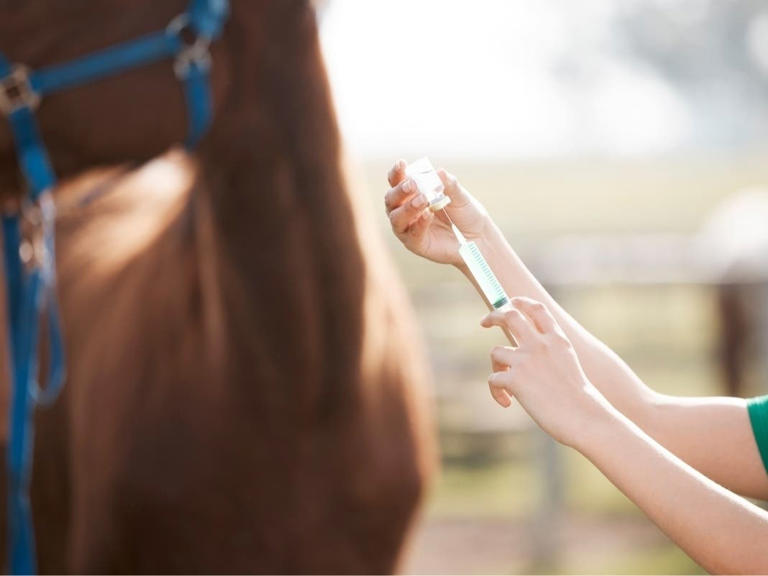 Horse euthanized, property quarantined after deadly virus found in ...