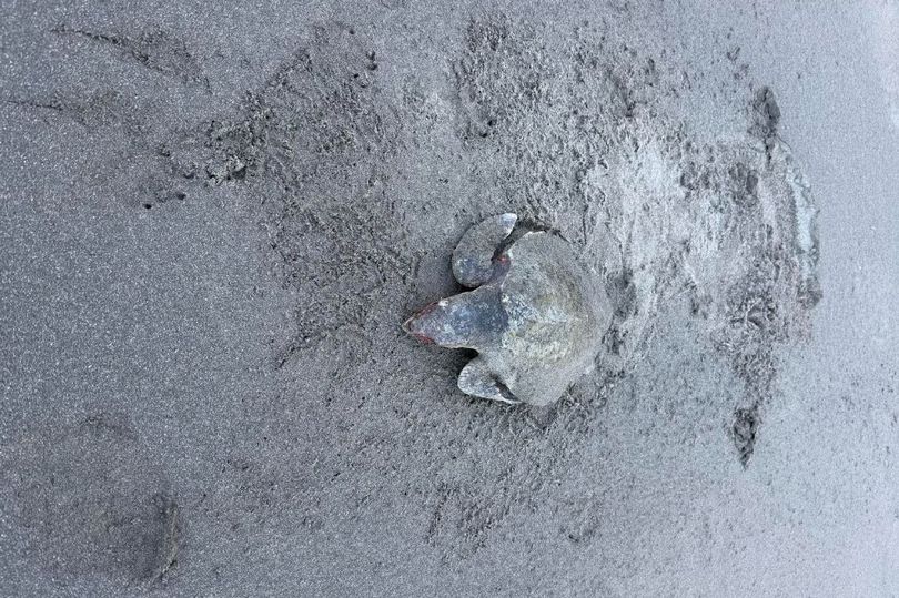 Extremely rare species discovered on Welsh beach
