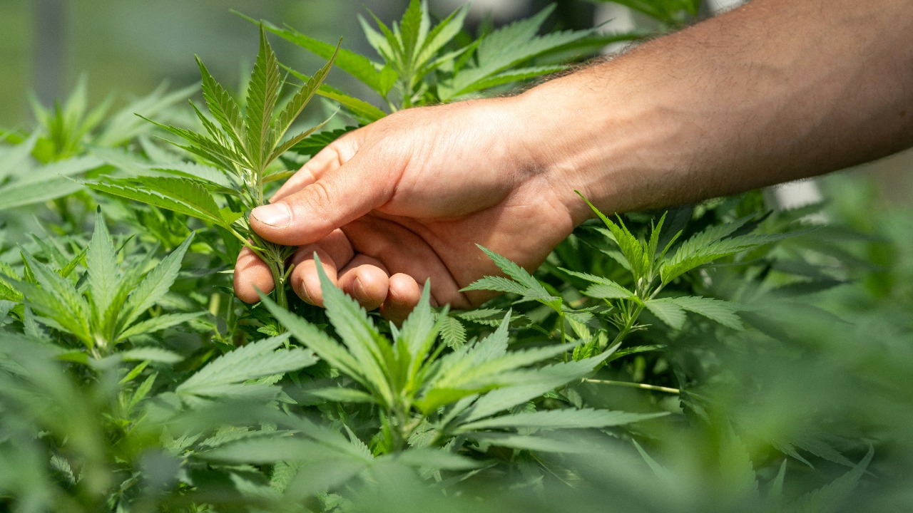 Scientists resurrect extinct cannabis enzymes and uncover the drug’s roots