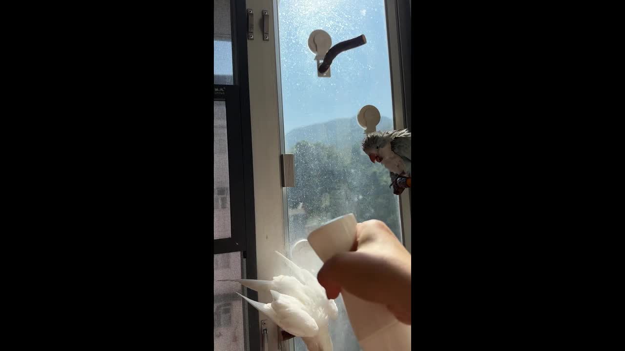 Adorable cockatiel enjoys playful shower dance in Hong Kong
