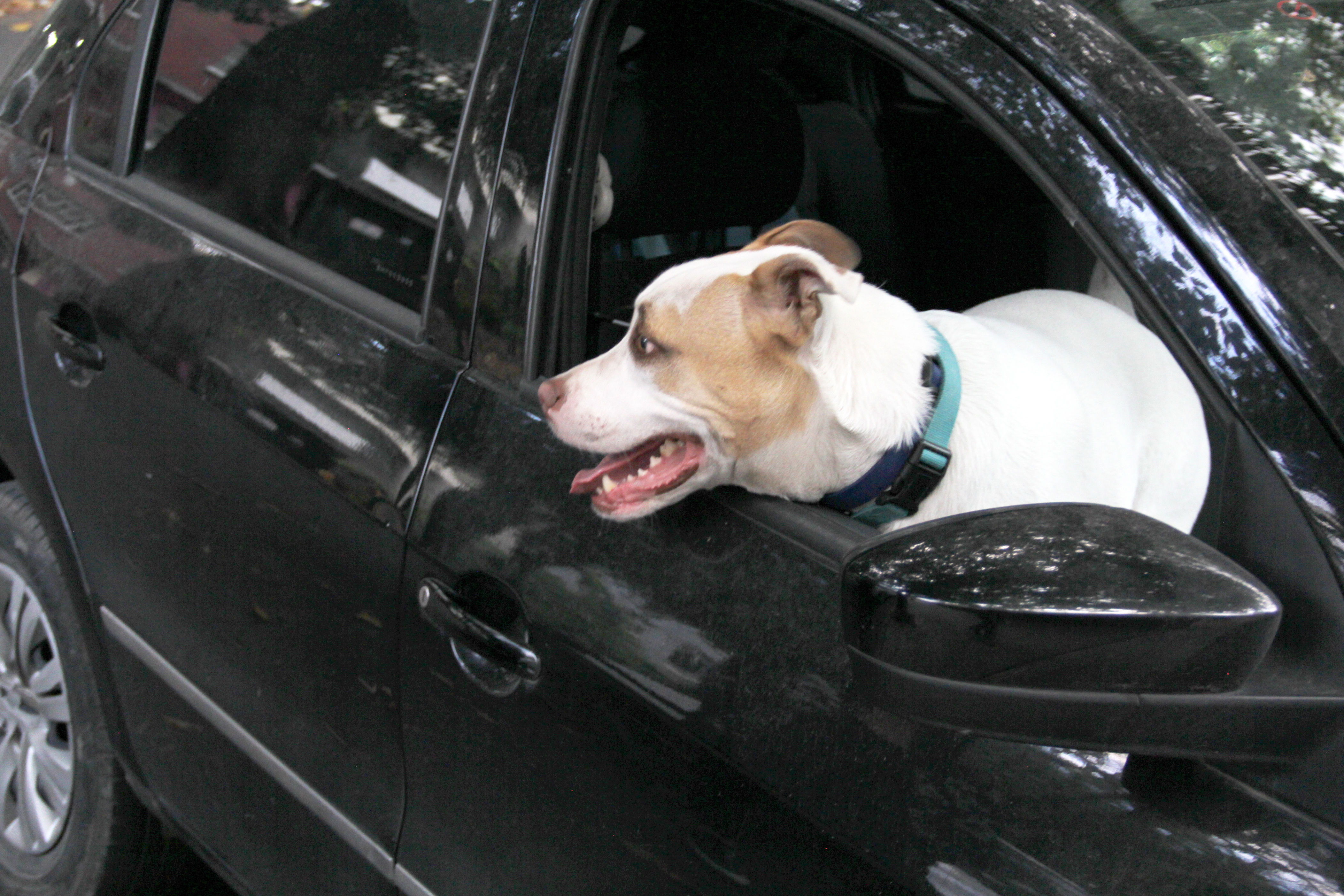 Dog gets head caught in owner’s car window, what happens next melts hearts