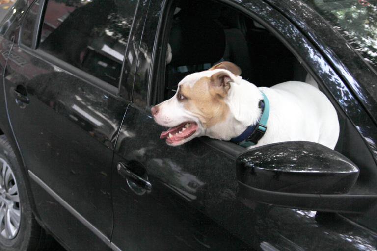 Dog gets head caught in owner’s car window, what happens next melts hearts