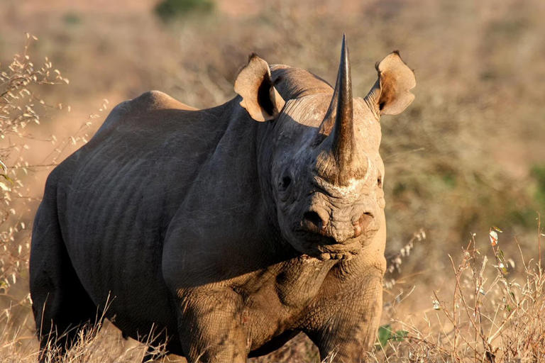 What are travel industry's expectations for 2026?