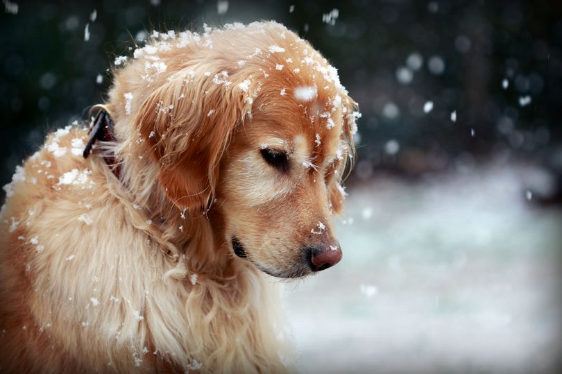 Vet shares signs your dog is in danger as hypothermia warning issued