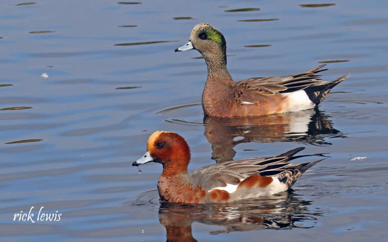 Wigeons winter in Alameda
