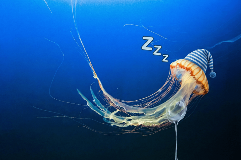 Jellyfish sleep and nap like us and that says something weird about our ...