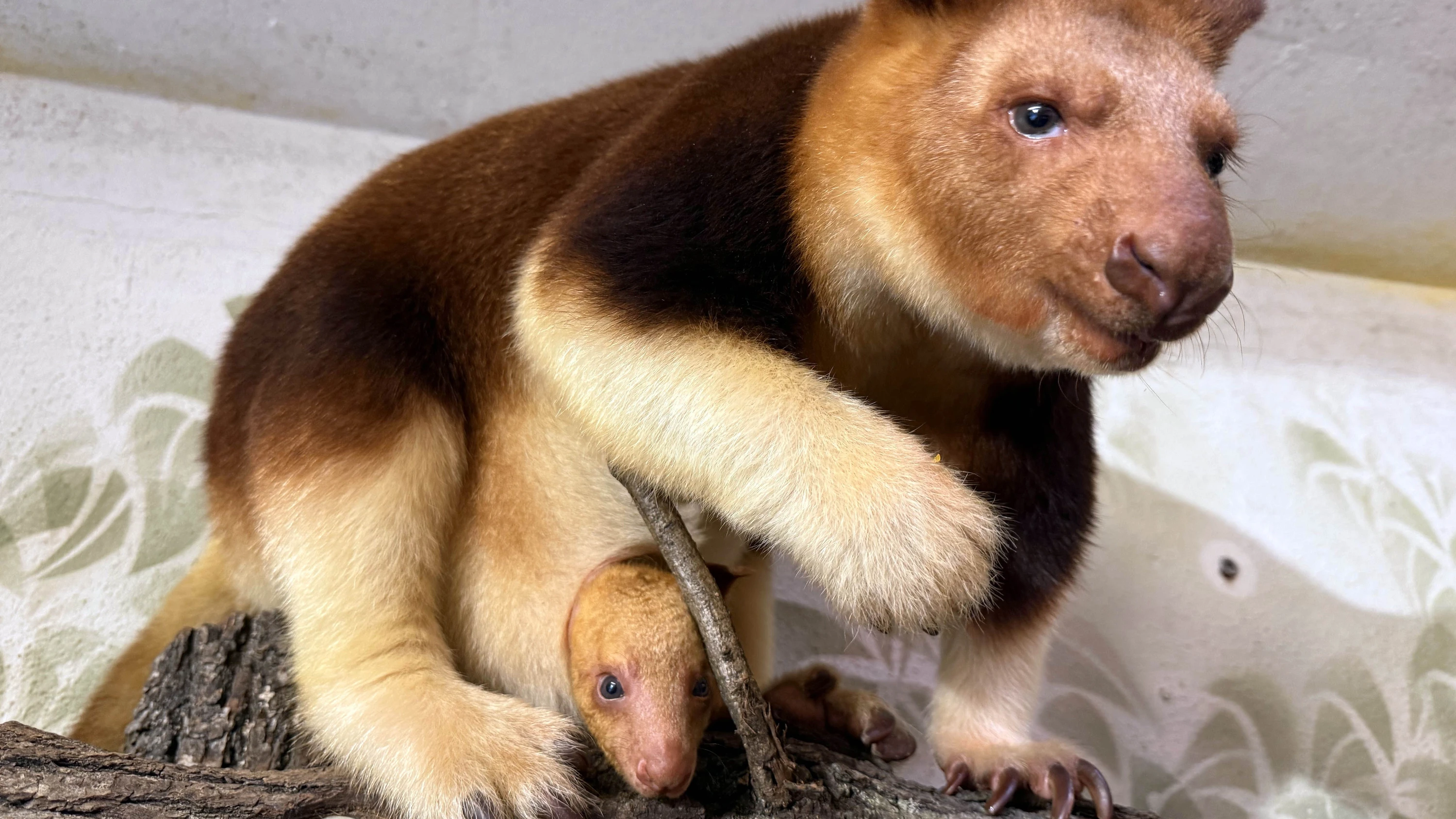 Baumkänguru im Zoo: Nachwuchs im Beutel
