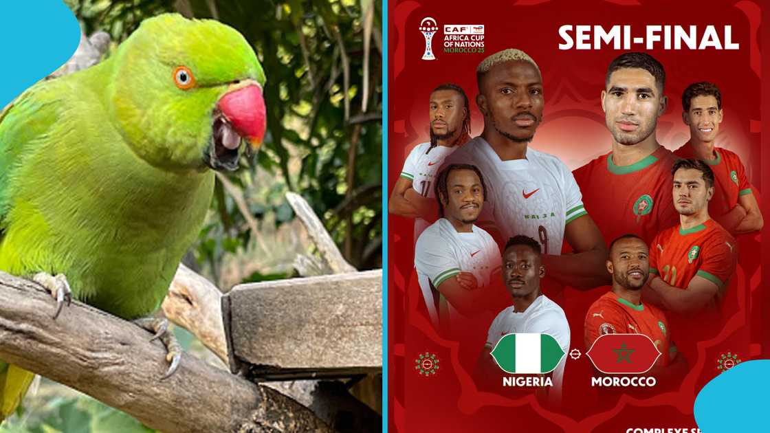 Parrot with perfect record predicts winner of Nigeria vs Morocco AFCON ...