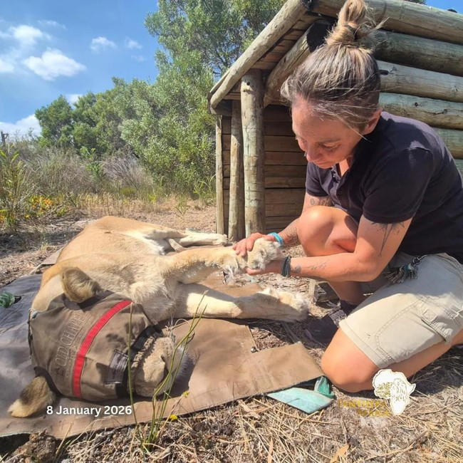 Western Cape wildfires: Stanford big cat sanctuary appeals for urgent ...