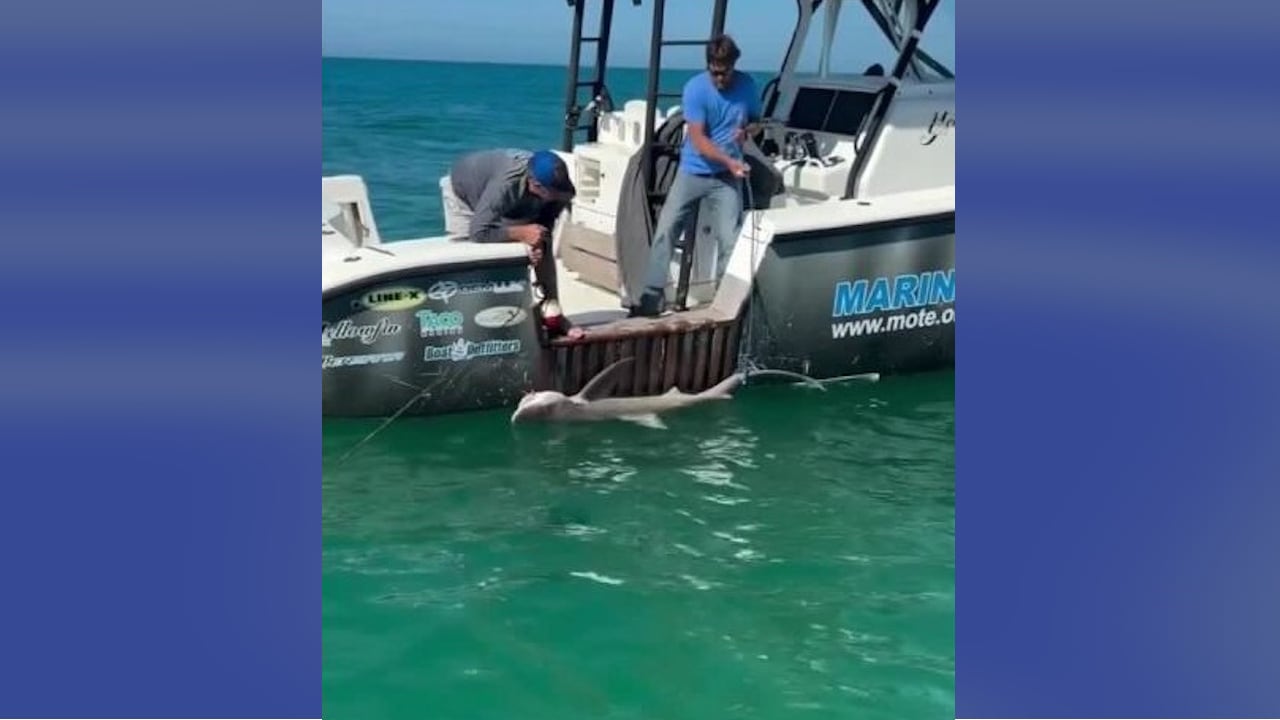 Florida deputies rescue shark tangled in crab trap buoy line