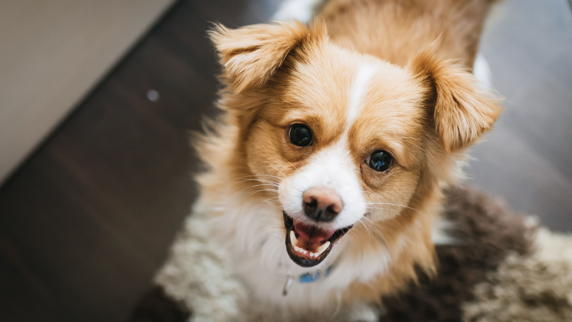 10 things dogs do when they’re trying to read your mood