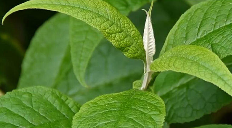 Para qué sirve el matico y cómo se usa para aliviar quemaduras ...