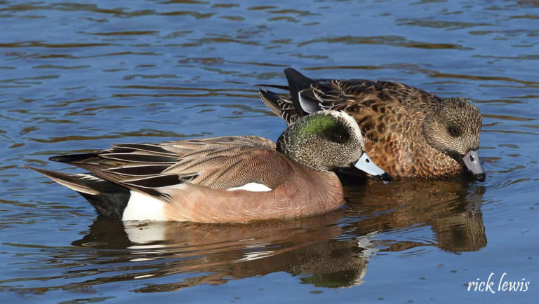 Wigeons winter in Alameda
