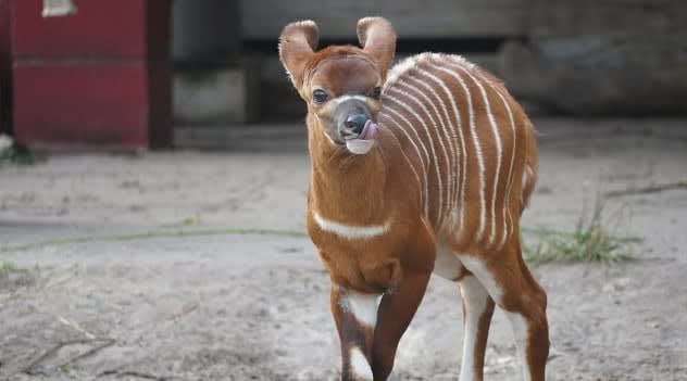 Tiny stripes, big hope: ZooTampa celebrates birth of rare eastern bongo