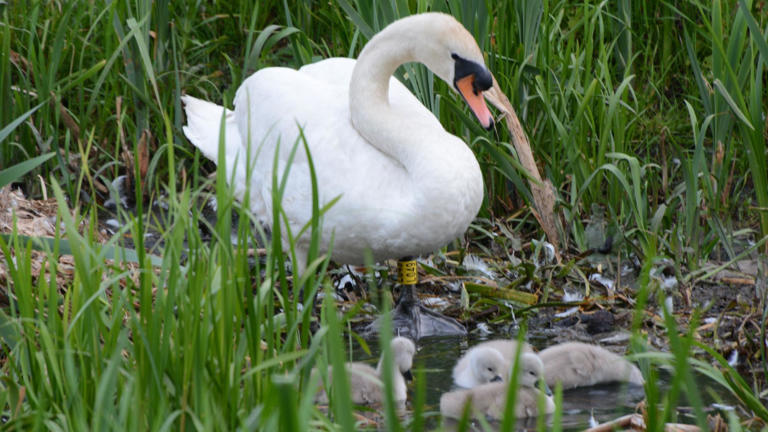 Bird flu outbreak blamed for death of swans