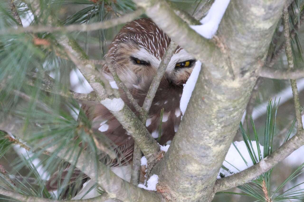 Manistee, Benzie counties tie in 2025 Christmas Bird Count
