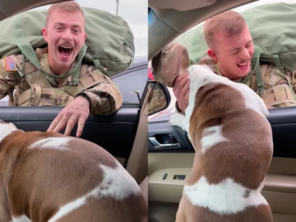 Soldier dog reunion turns into pure chaos when his bulldog realizes it ...