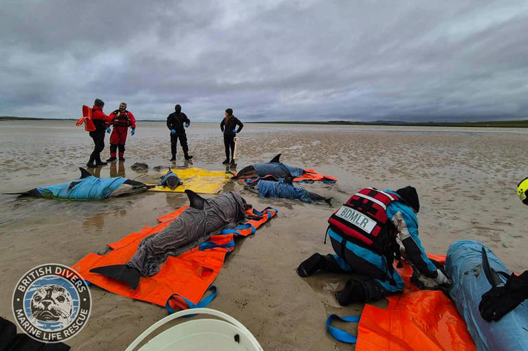 Two dolphins die after stranding on beach in Orkney