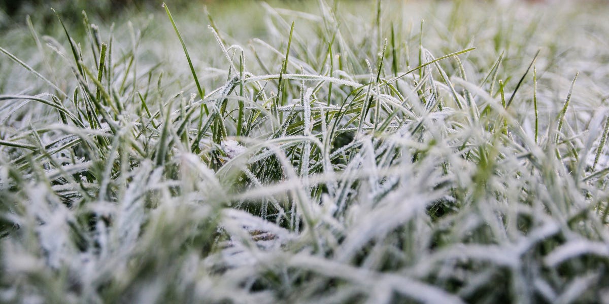 Don't mow frosted grass, expert warns