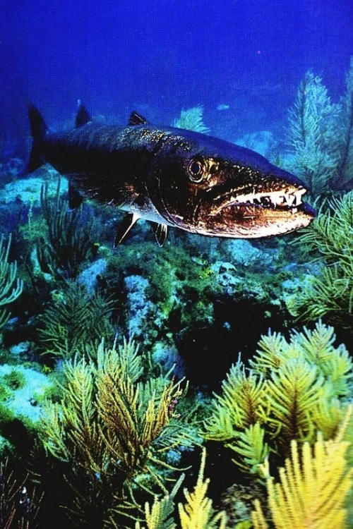 Miami’s two wild sides: South Beach nights and Biscayne National Park