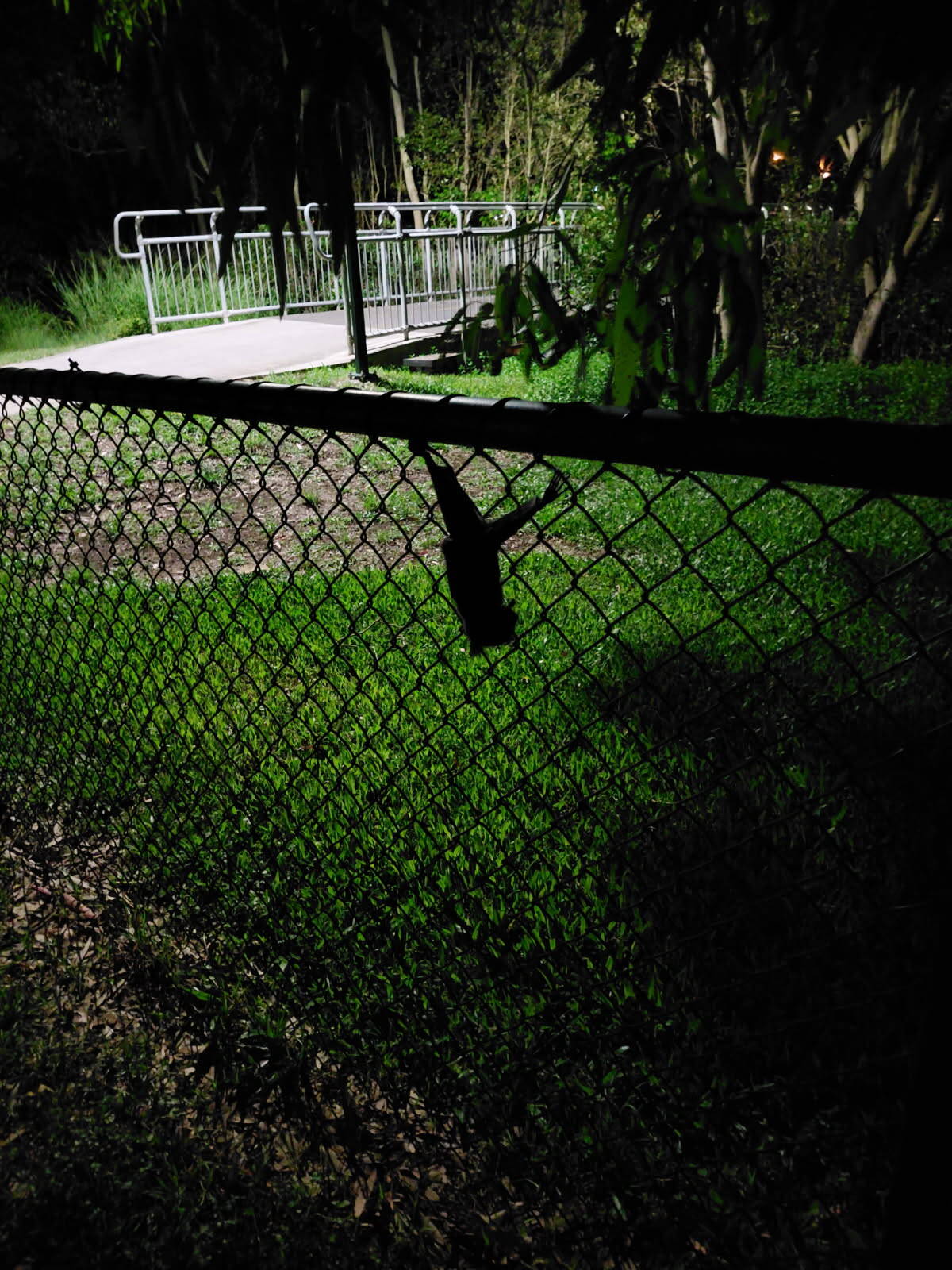 Man hears soft squeaks inside dog park and finds a wild baby clinging ...