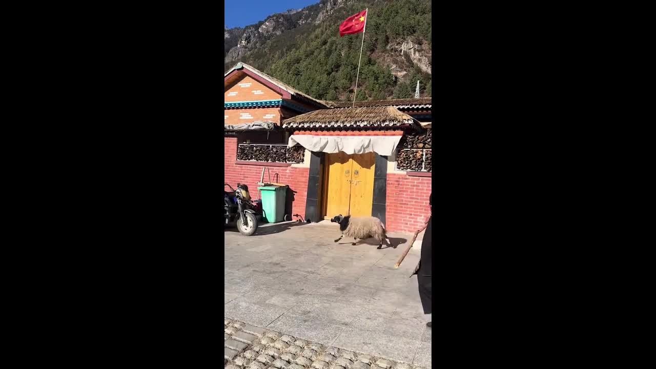 Ram chases after terrified child through streets