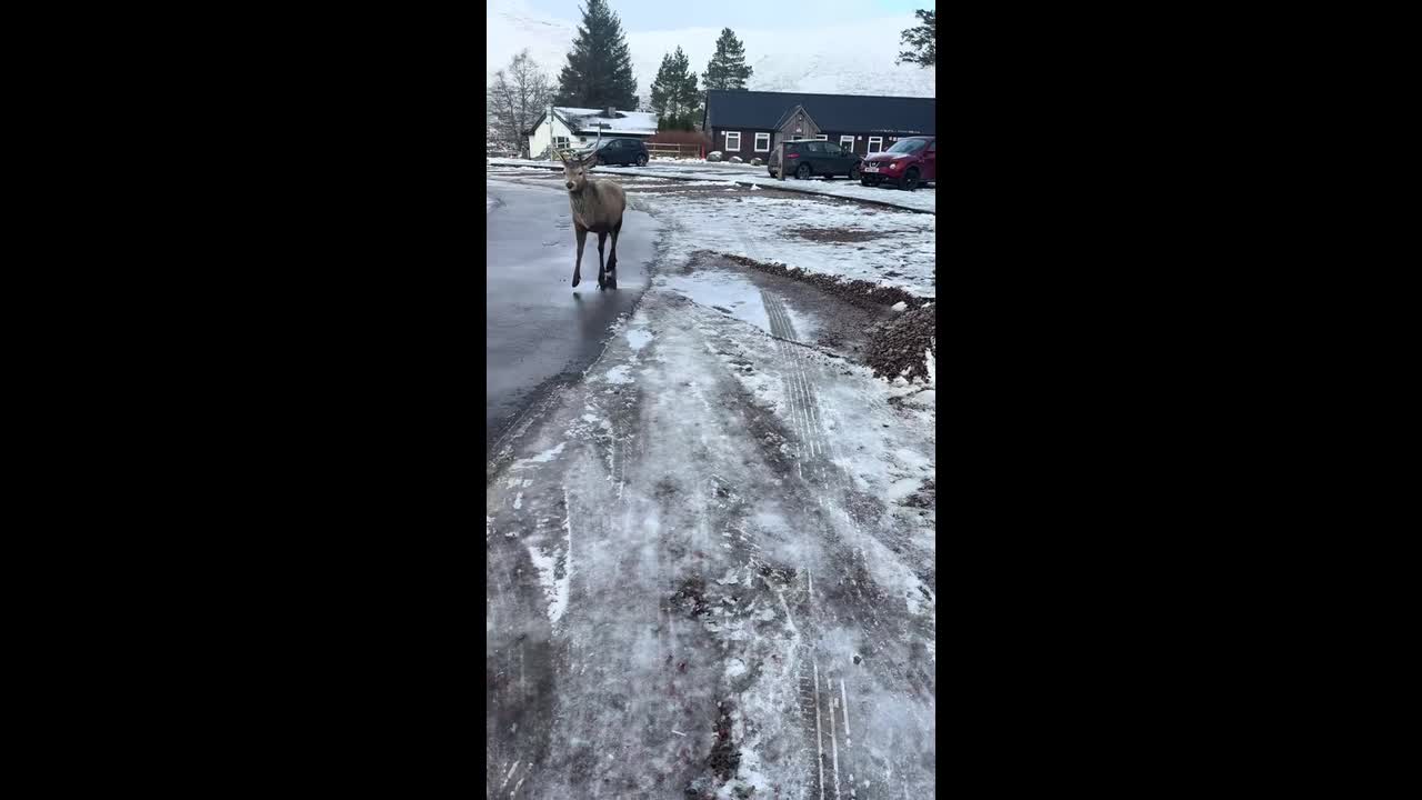 Close encounter with red deer stags on road in Scotland, UK