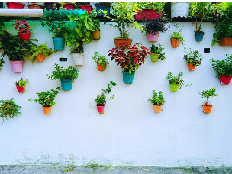 Living walls vs vertical gardens: What’s the real difference, which is ...