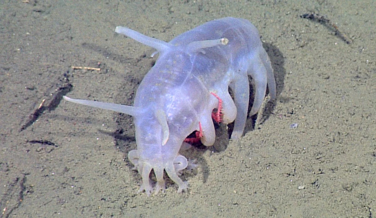 Meet the sea pig: the strange animal living more than 3 miles beneath ...