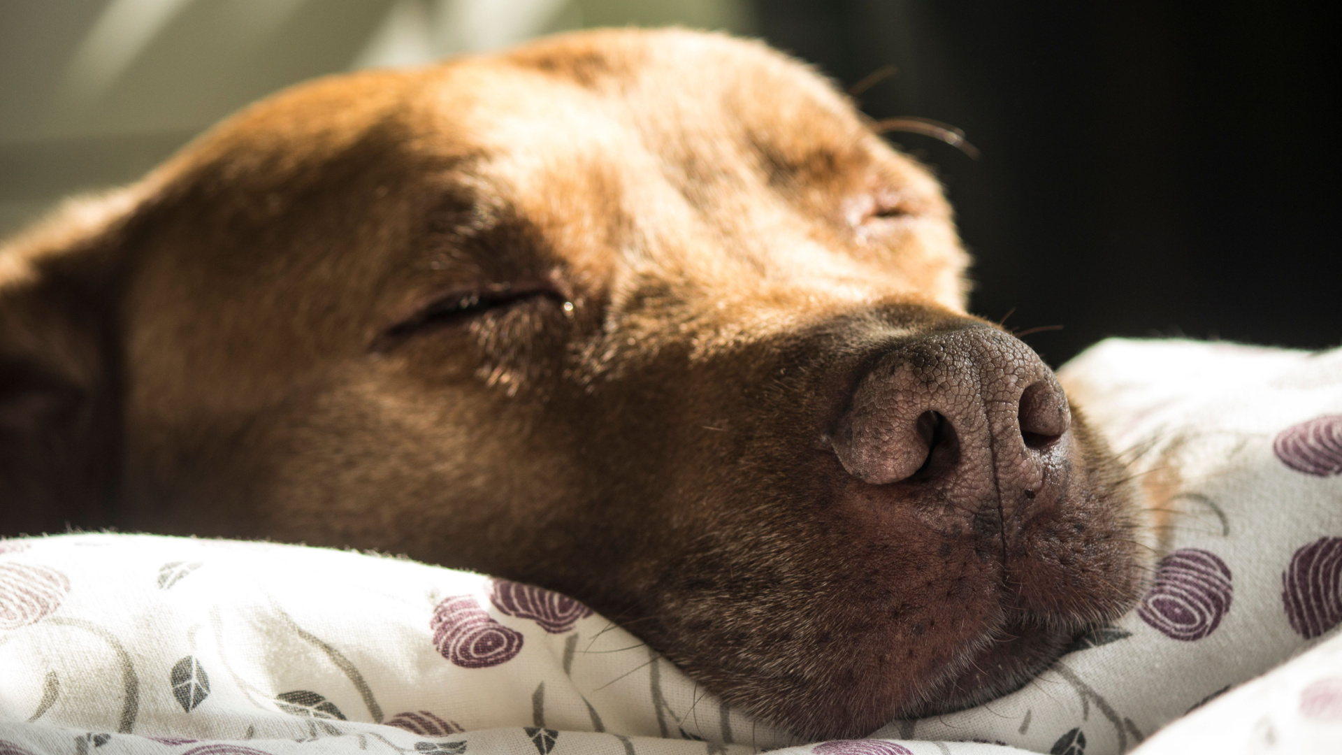 Your dog communicates comfort through these 8 quiet movements