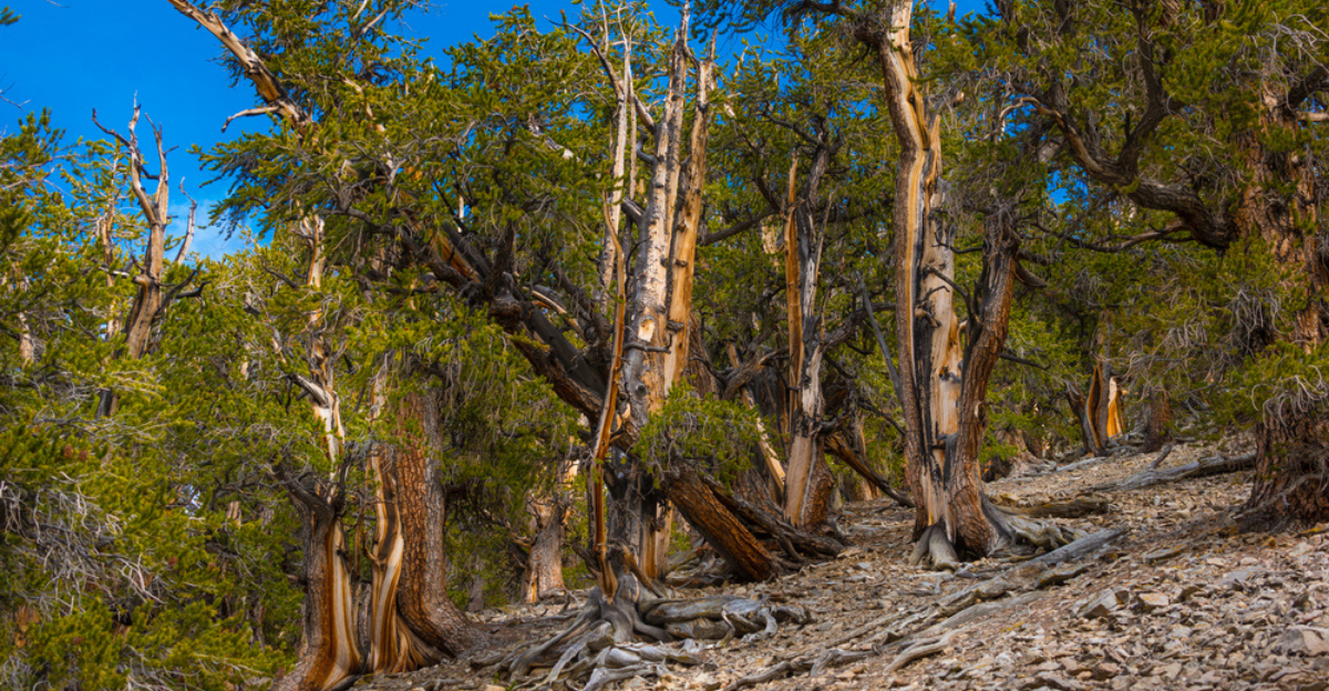 18 ancient trees still around today that predate modern forests