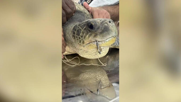 Sea turtle rescued after barbed fish hook found lodged in its mouth
