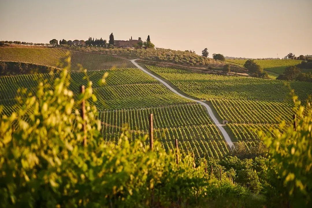 Wine lovers take note: The top wine countries of 2025, ranked